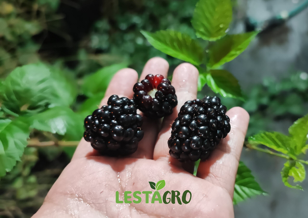 LESTAGRO Our Products - - Malaysia`s Berry Plants Supplier Malaysia`s Berry Plants Specialist
