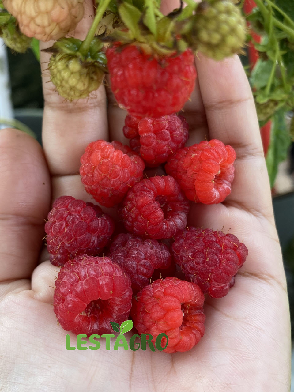 Raspberry Varieties - LESTAGRO